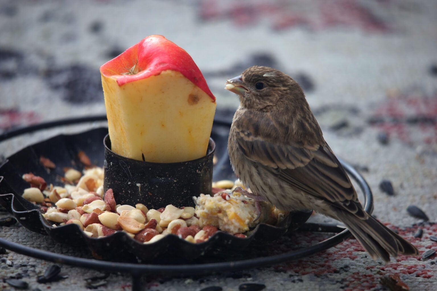 Four baby house finches - Marion's Mumblings